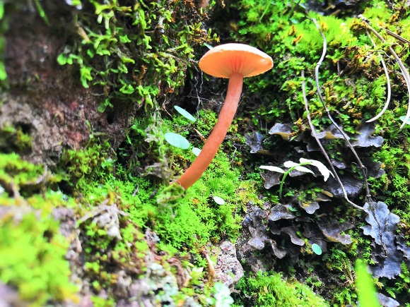 Hongos: la riqueza oculta de la sierra de Durango | Son Playas