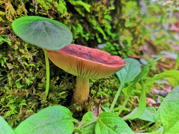 Hongos: la riqueza oculta de la sierra de Durango | Son Playas