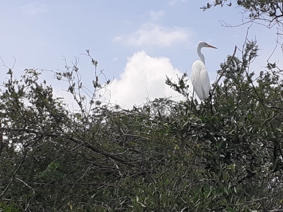 Escuinapa mostrará su belleza natural | Son Playas