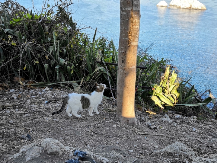 Abandonan más gatos en el faro Mazatlán | Son Playas