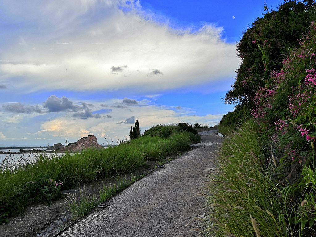 Abandonan más gatos en el faro Mazatlán | Son Playas