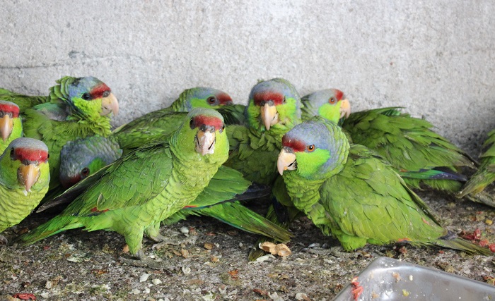 Incautan loros en peligro de extinción en Escuinapa | Son Playas