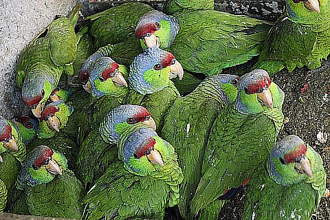 Incautan loros en peligro de extinción en Escuinapa | Son Playas