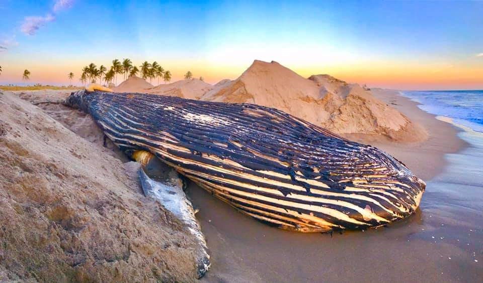 Ballena de 13.5 metros encalla en playa de Escuinapa | Son Playas