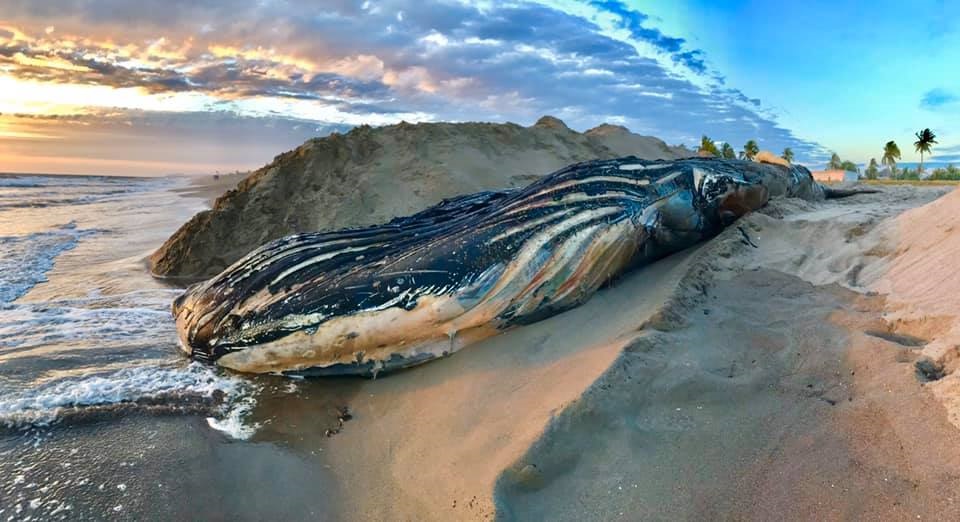 Ballena de 13.5 metros encalla en playa de Escuinapa | Son Playas