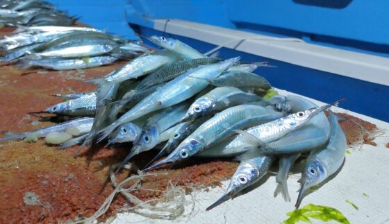 Pescadores optan por pesca artesanal de "pajaritos" | Son Playas