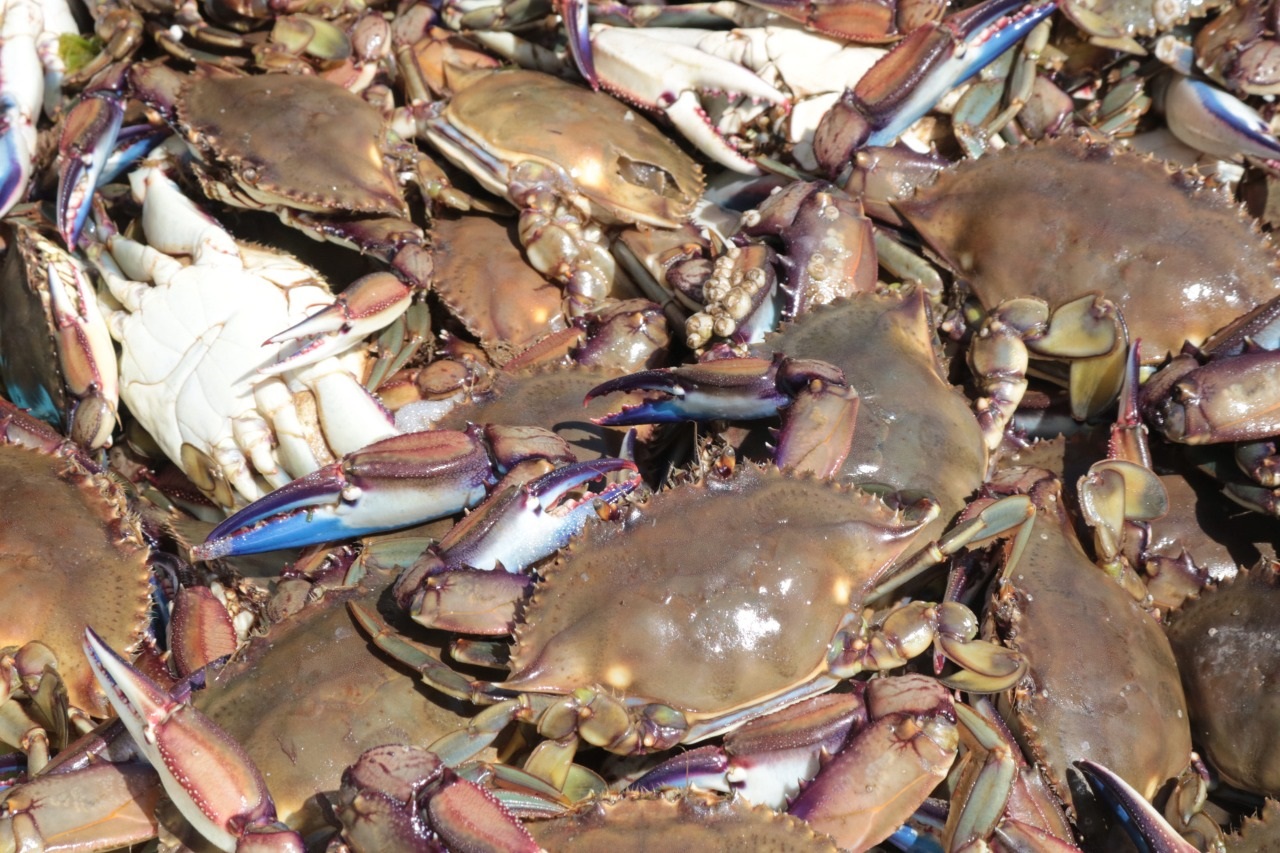 Inician capturas de jaiba en Sinaloa y Sonora; levantan veda anticipada ...