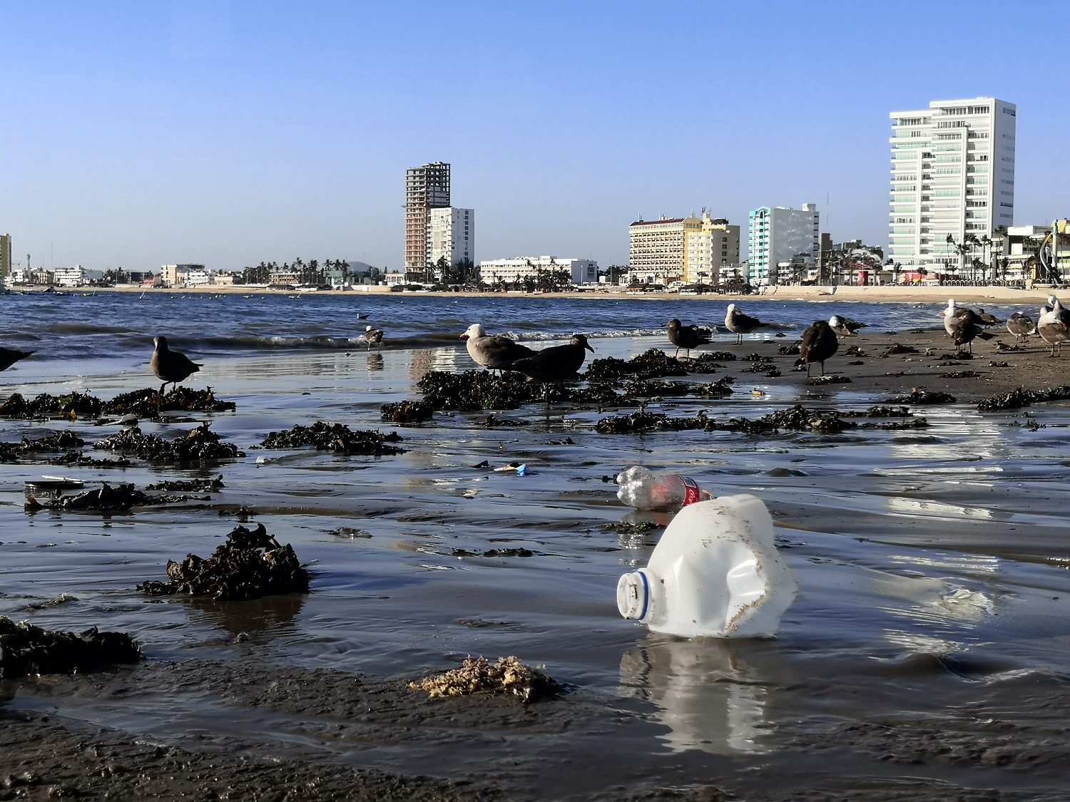 Basura inunda Playa Norte, pescadores piden ayuda | Son Playas