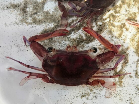 Jaibas marinas aparecen en playas de Mazatlán | Son Playas