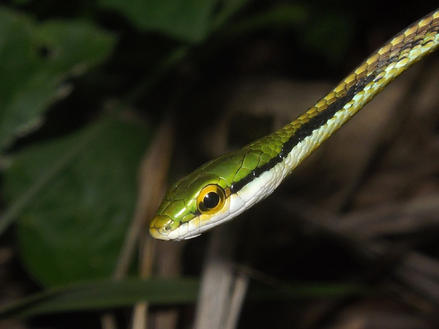 De ranas, lagartijas y serpientes de Sinaloa | Son Playas