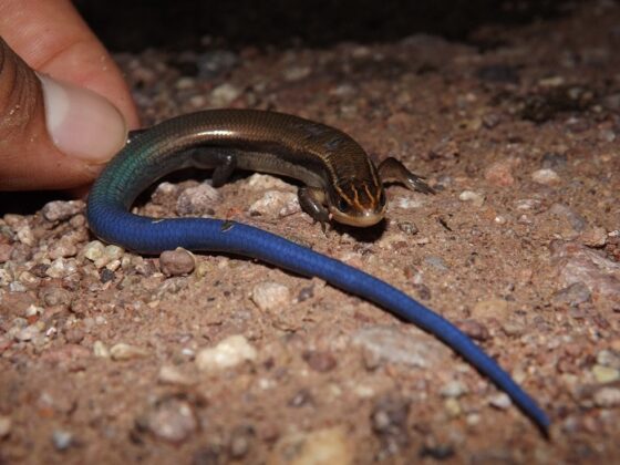 De ranas, lagartijas y serpientes de Sinaloa | Son Playas