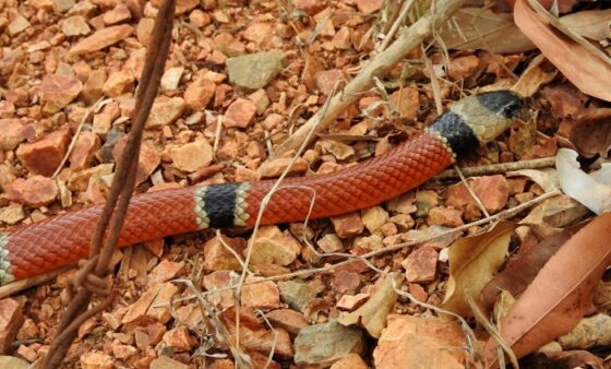 De ranas, lagartijas y serpientes de Sinaloa | Son Playas