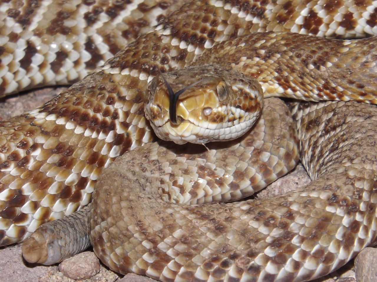 De ranas, lagartijas y serpientes de Sinaloa | Son Playas