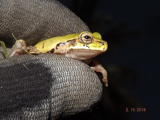 De ranas, lagartijas y serpientes de Sinaloa | Son Playas