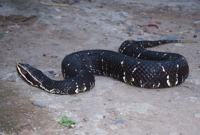De ranas, lagartijas y serpientes de Sinaloa | Son Playas