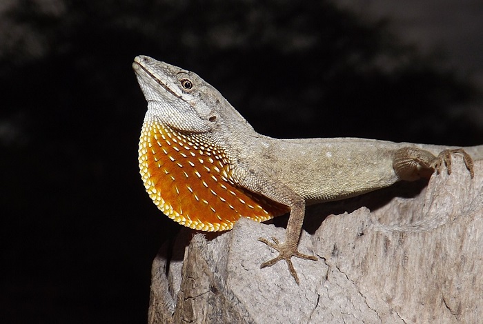 De ranas, lagartijas y serpientes de Sinaloa | Son Playas