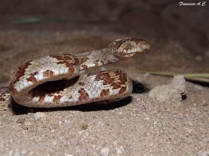De ranas, lagartijas y serpientes de Sinaloa | Son Playas