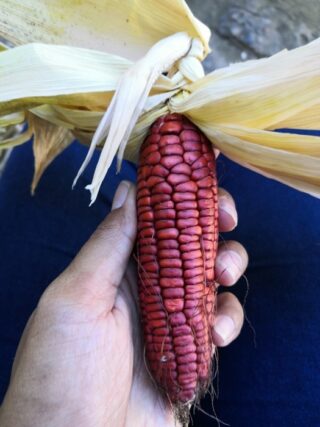 Maíz criollo, la otra cara del campo sinaloense | Son Playas