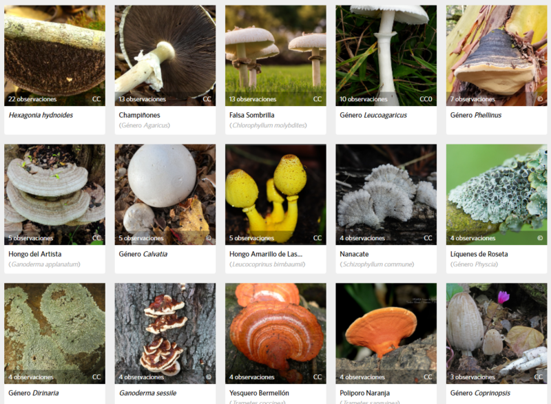 Hongos de Mazatlán, ¿los conoces? | Son Playas