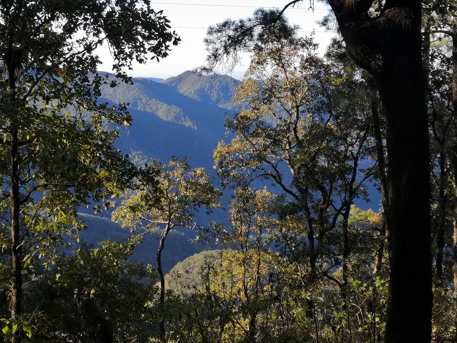 Salvar los bosques, el urgente llamado de la cumbre climática | Son Playas