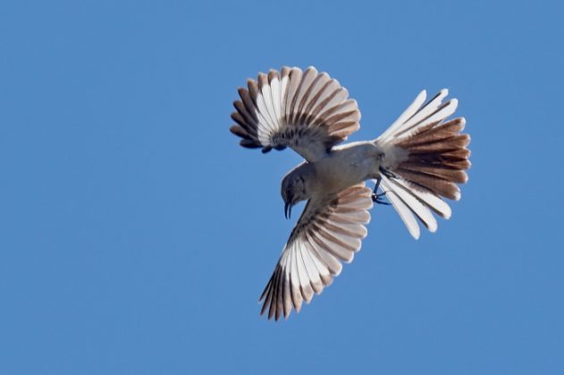 Carta a un Centzontle Norteño | Son Playas