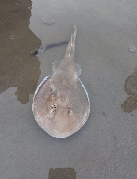 Reportan mordeduras de anguila y picaduras de raya en Isla de la Piedra ...