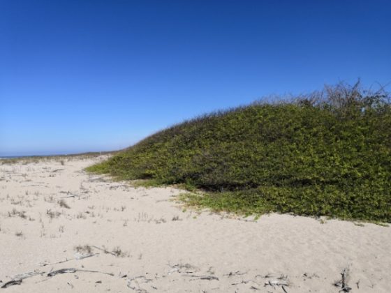 Ambientes costeros: más que playas arenosas | Son Playas