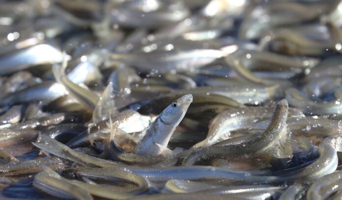 Pejerreynas: La misión de salvar a un pez dentro y fuera del agua | Son Playas