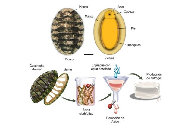 Descubren nuevas propiedades del “quitón” en programa de la Facimar ...