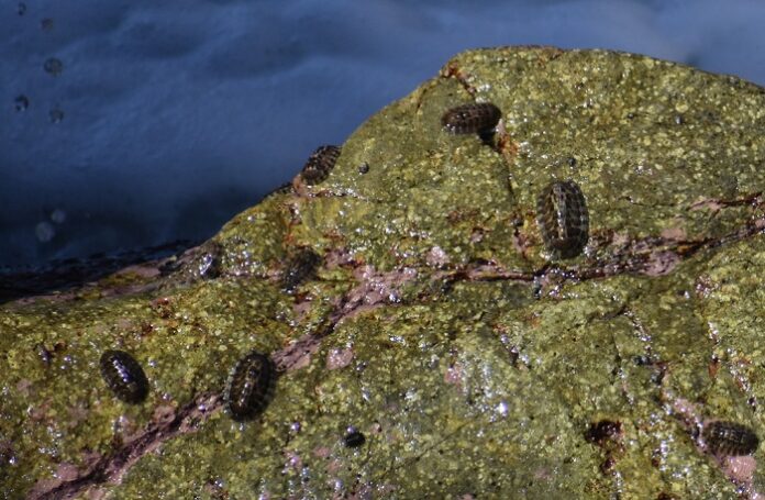 Descubren nuevas propiedades del “quitón” en programa de la Facimar ...