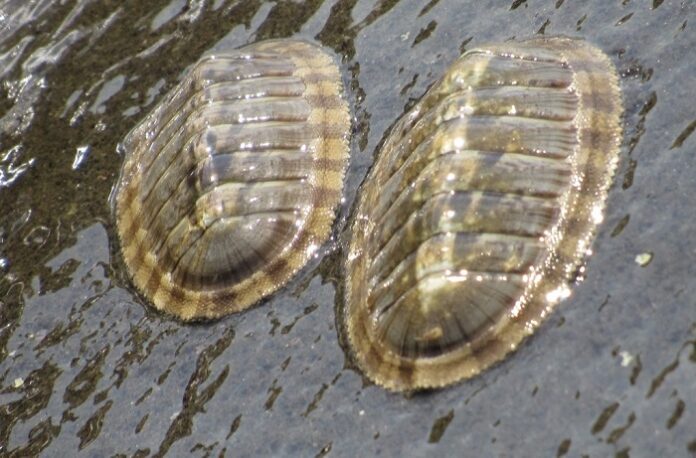 Descubren nuevas propiedades del “quitón” en programa de la Facimar ...