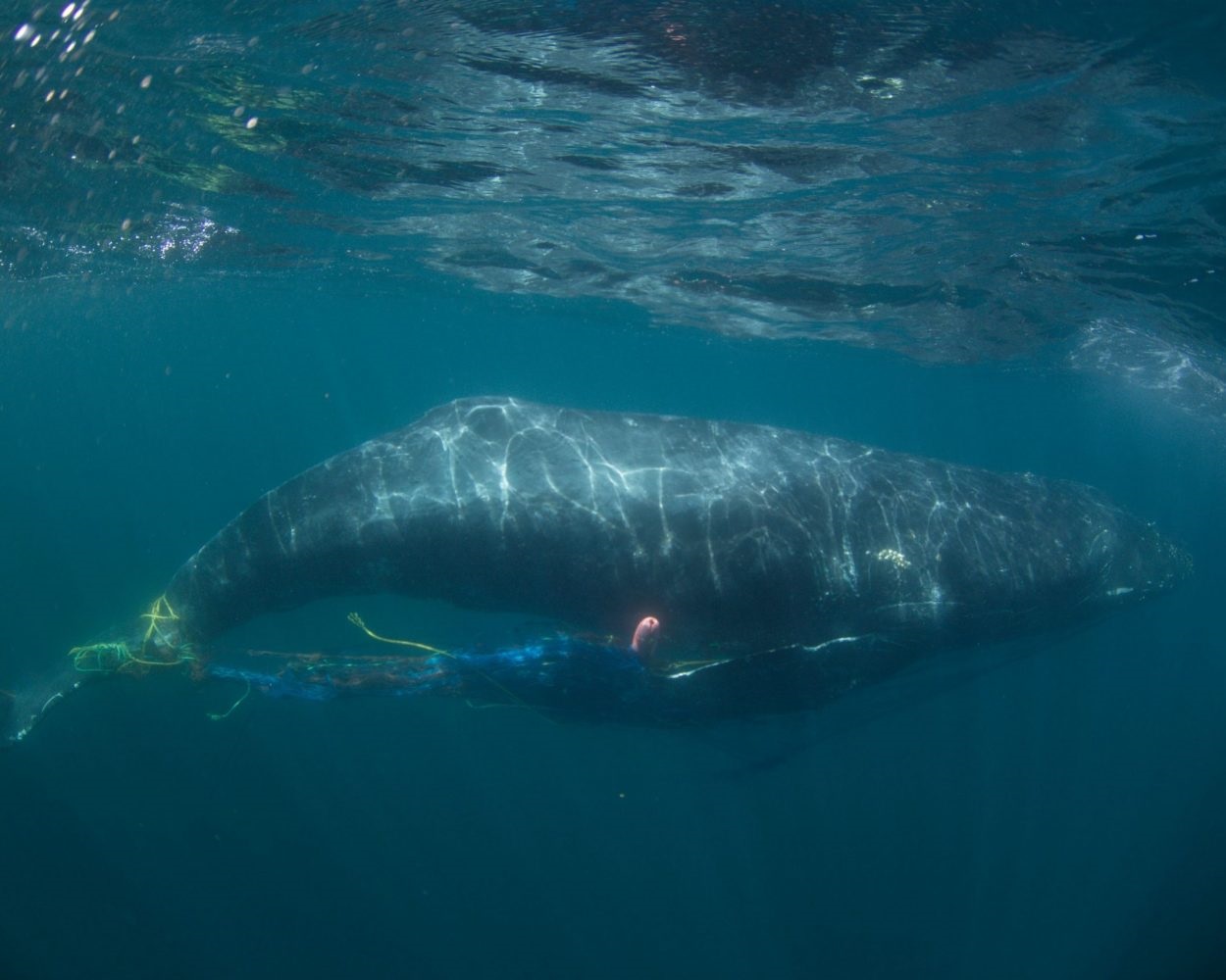 ¿Qué debes hacer si ves una ballena enmallada? | Son Playas