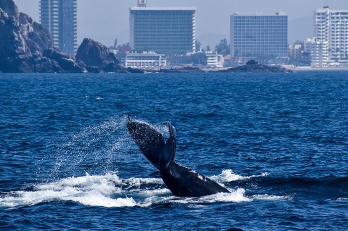 Temporada de observación de ballenas en Mazatlán 2022-2023 | Son Playas
