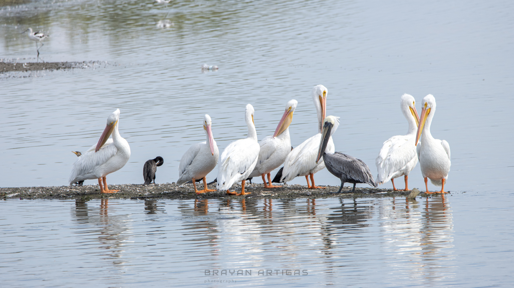 Se declarará nueva Área Natural Protegida en terrenos del CIP Playa ...