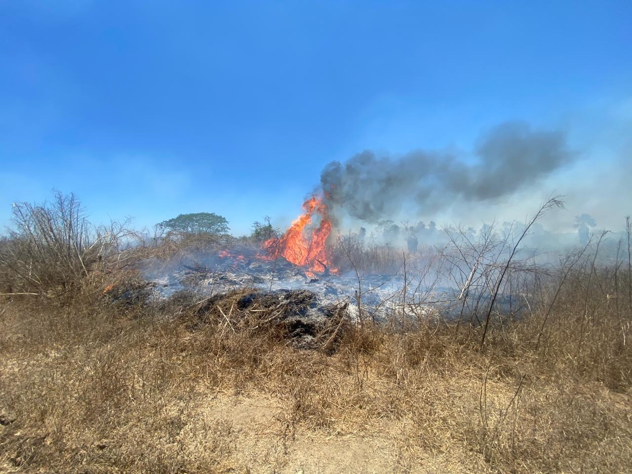 Bosque tropical de Mazatlán, expuesto a la deforestación y a los ...
