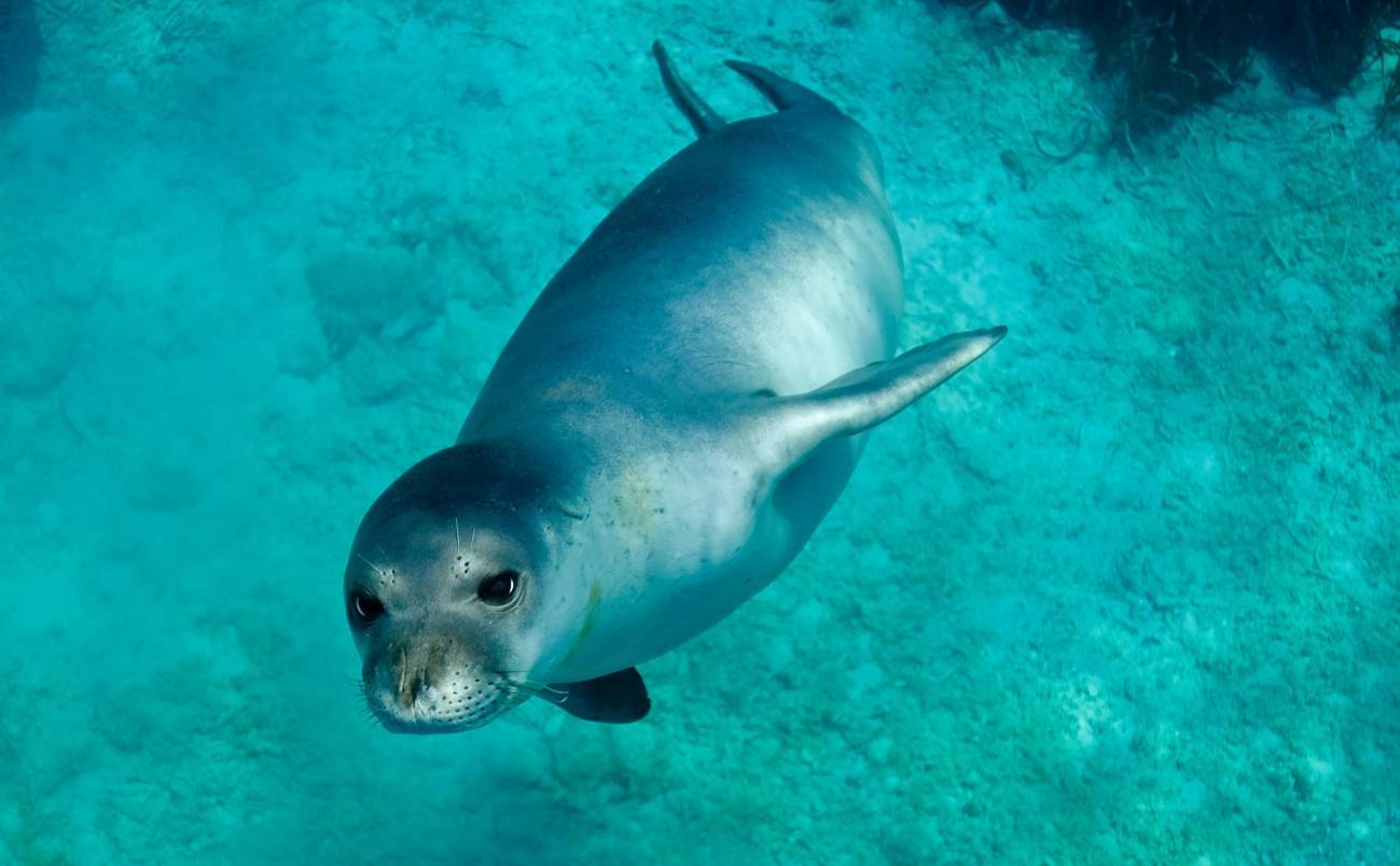 Los microplásticos ya cercan a especies en extinción | Son Playas