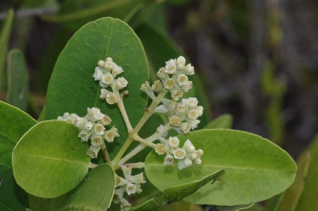 Conoce las especies de mangle de Sinaloa | Son Playas