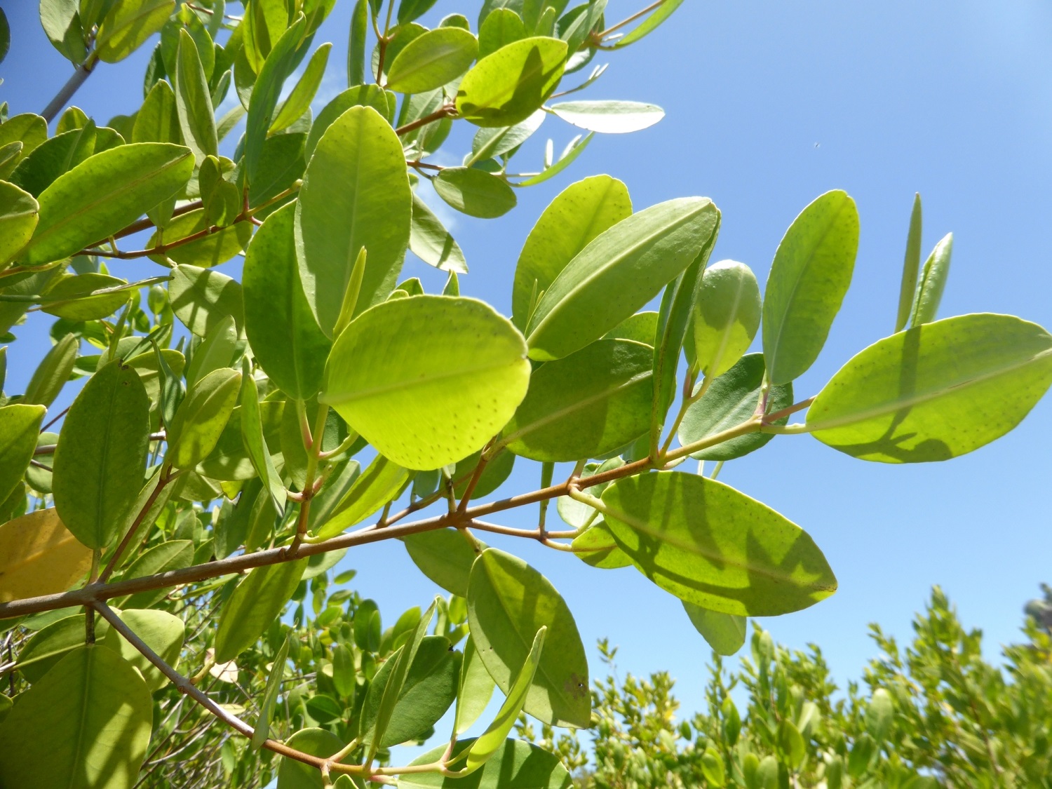 Conoce las especies de mangle de Sinaloa | Son Playas
