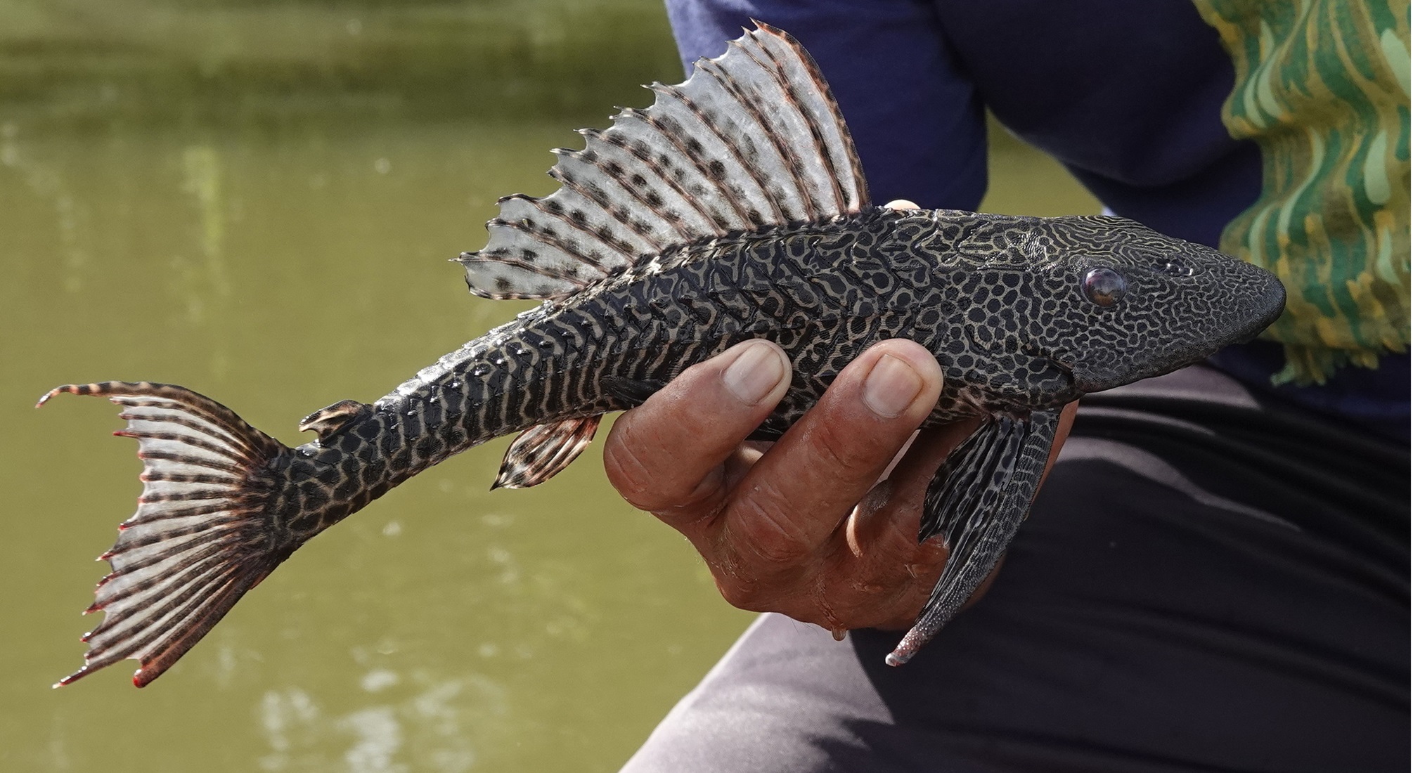 México: “Hay sitios en donde han desaparecido las especies nativas y ...
