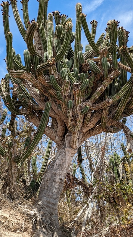 Tirolesa Mazatlán ¿En qué consiste el proyecto que ya se levanta en el ...