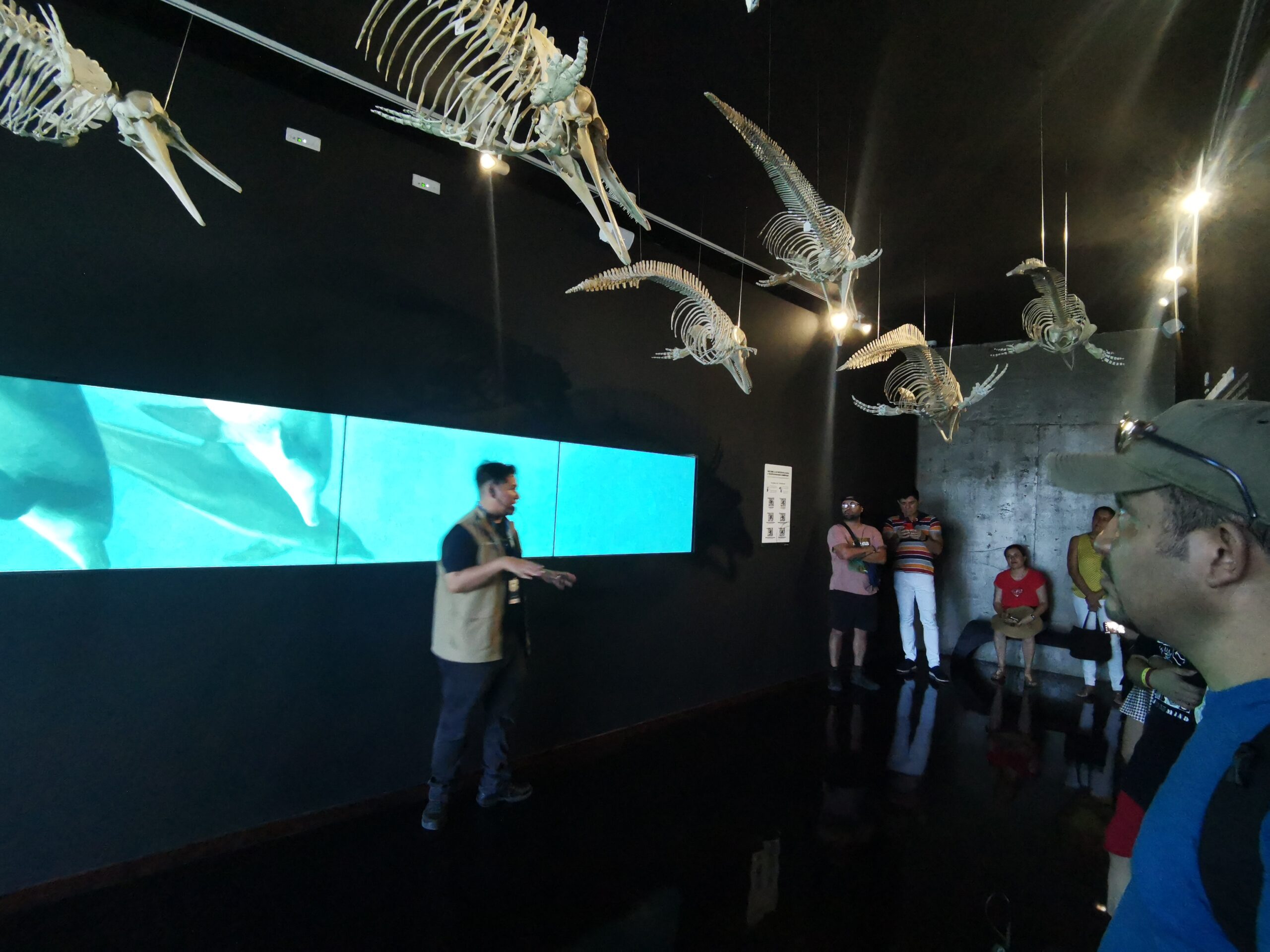 El Museo de la Ballena en Mazatlán ya está en funciones | Son Playas